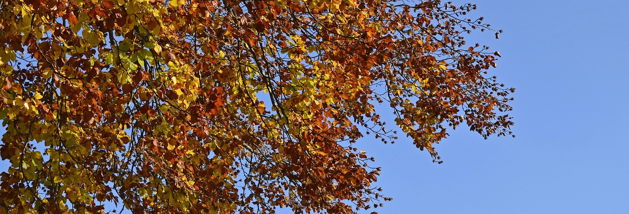Autumn Tree Fall Leaves - Free photo on Pixabay