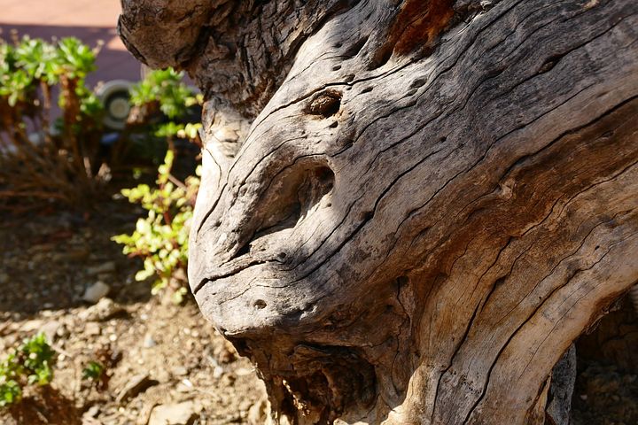 100+ Free Olive Wood & Olive Tree Photos - Pixabay