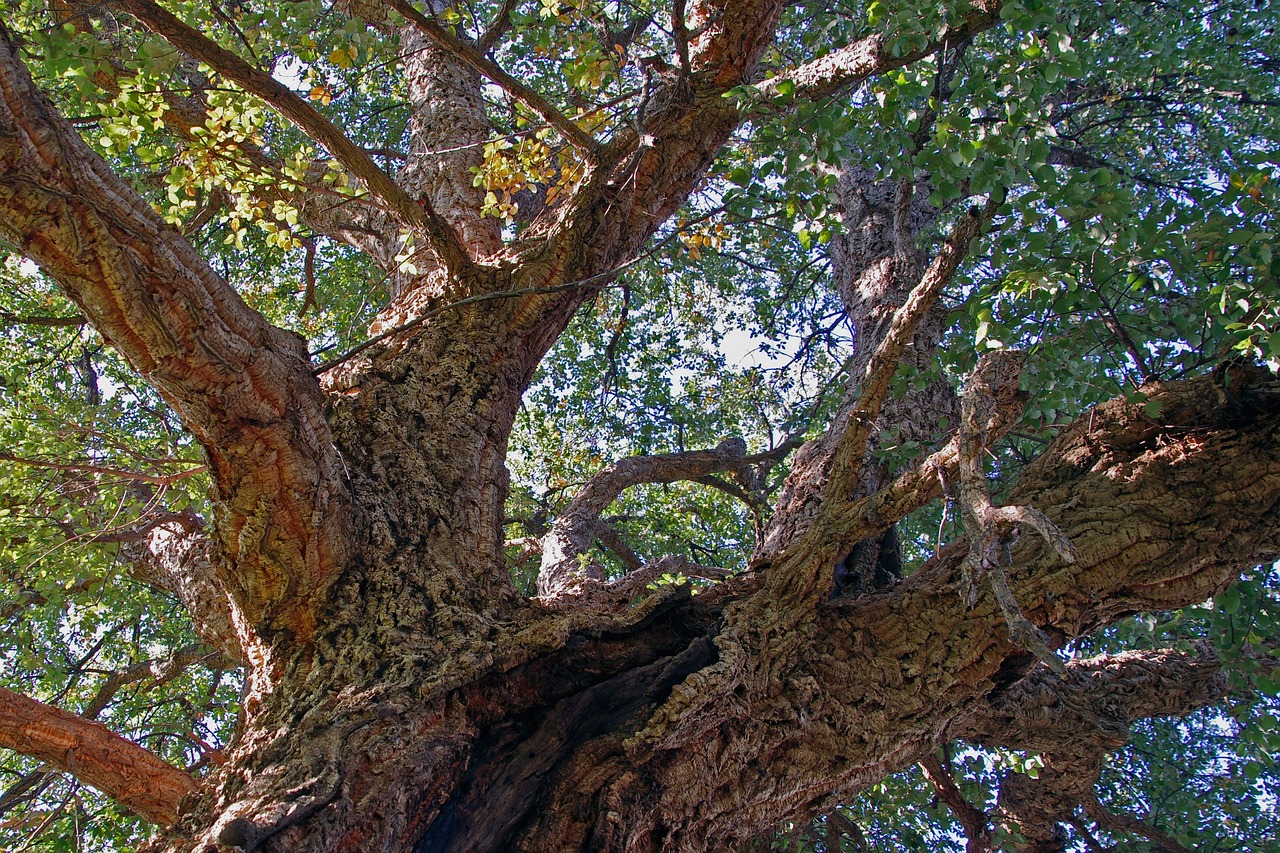 Quercus Suber