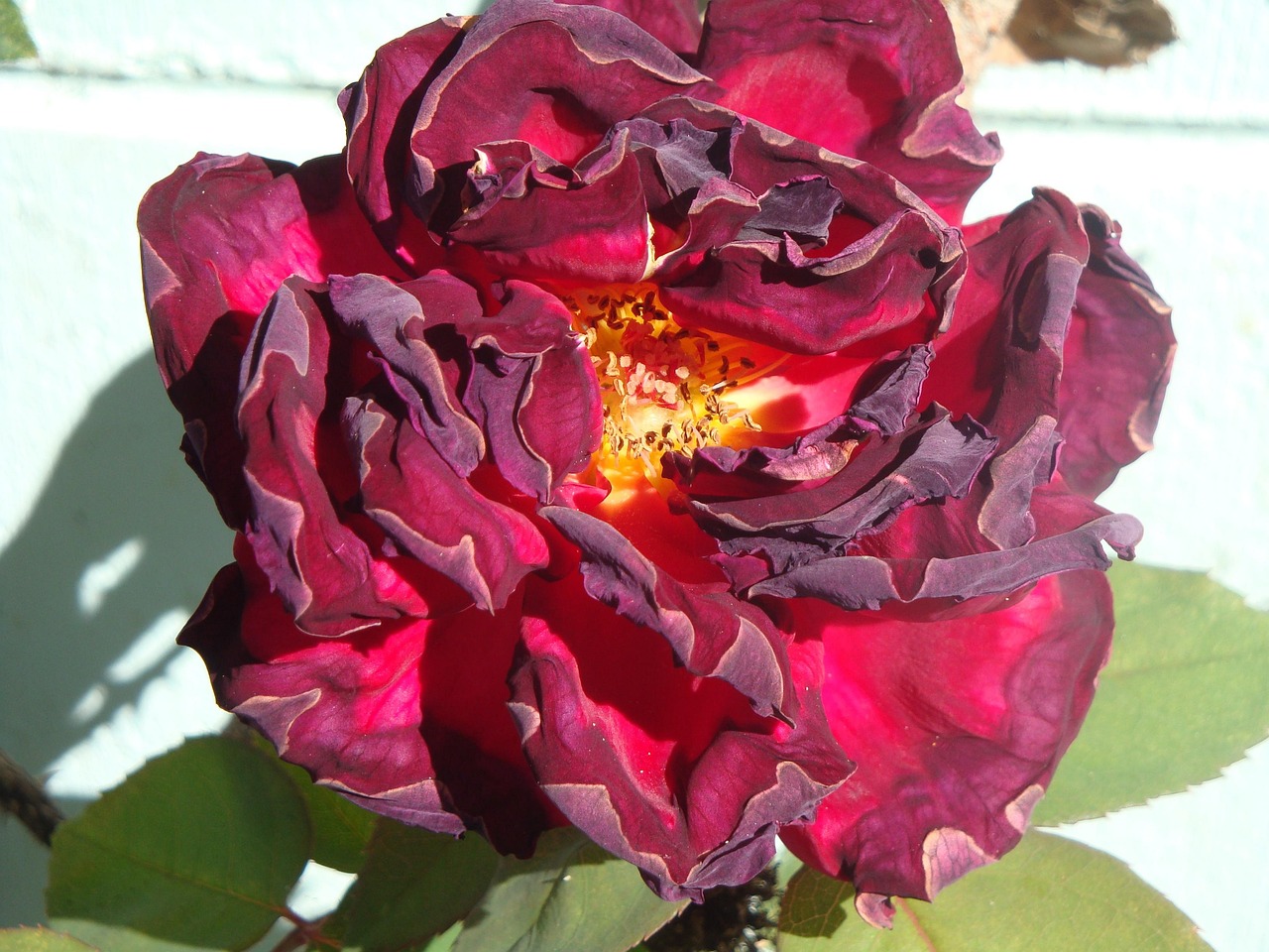 7+ Free Sunburnt & Smile Images - Pixabay