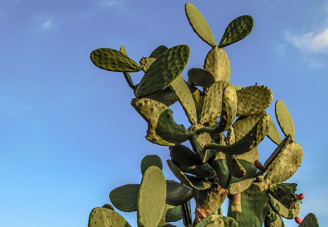 Higo Chumbo Planta Cactus - Foto gratis en Pixabay - Pixabay