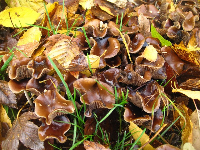 Mushroom Colony Small Mushrooms In - Free photo on Pixabay