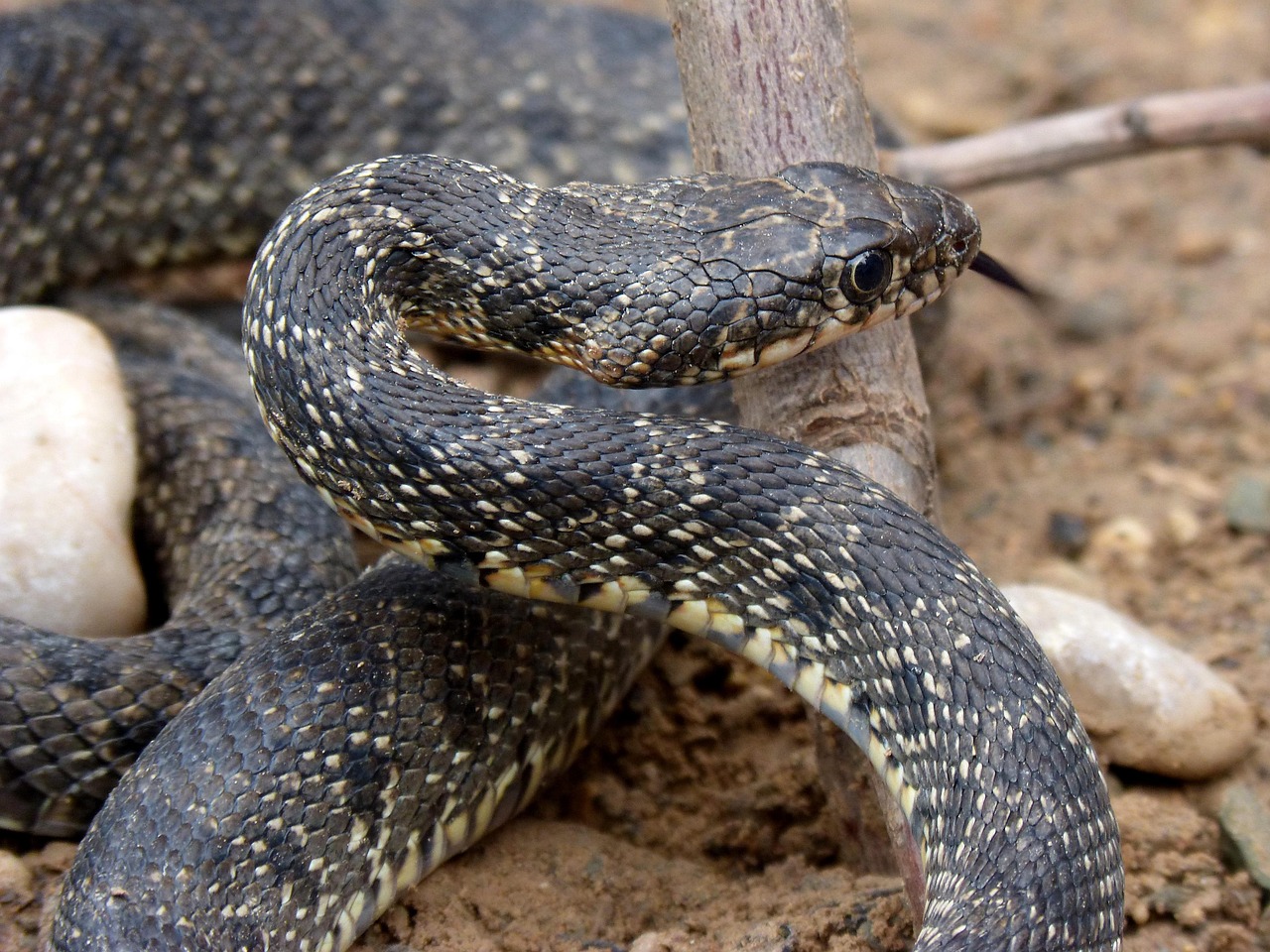 Serpent Menace Ligue Bifide - Photo gratuite sur Pixabay - Pixabay
