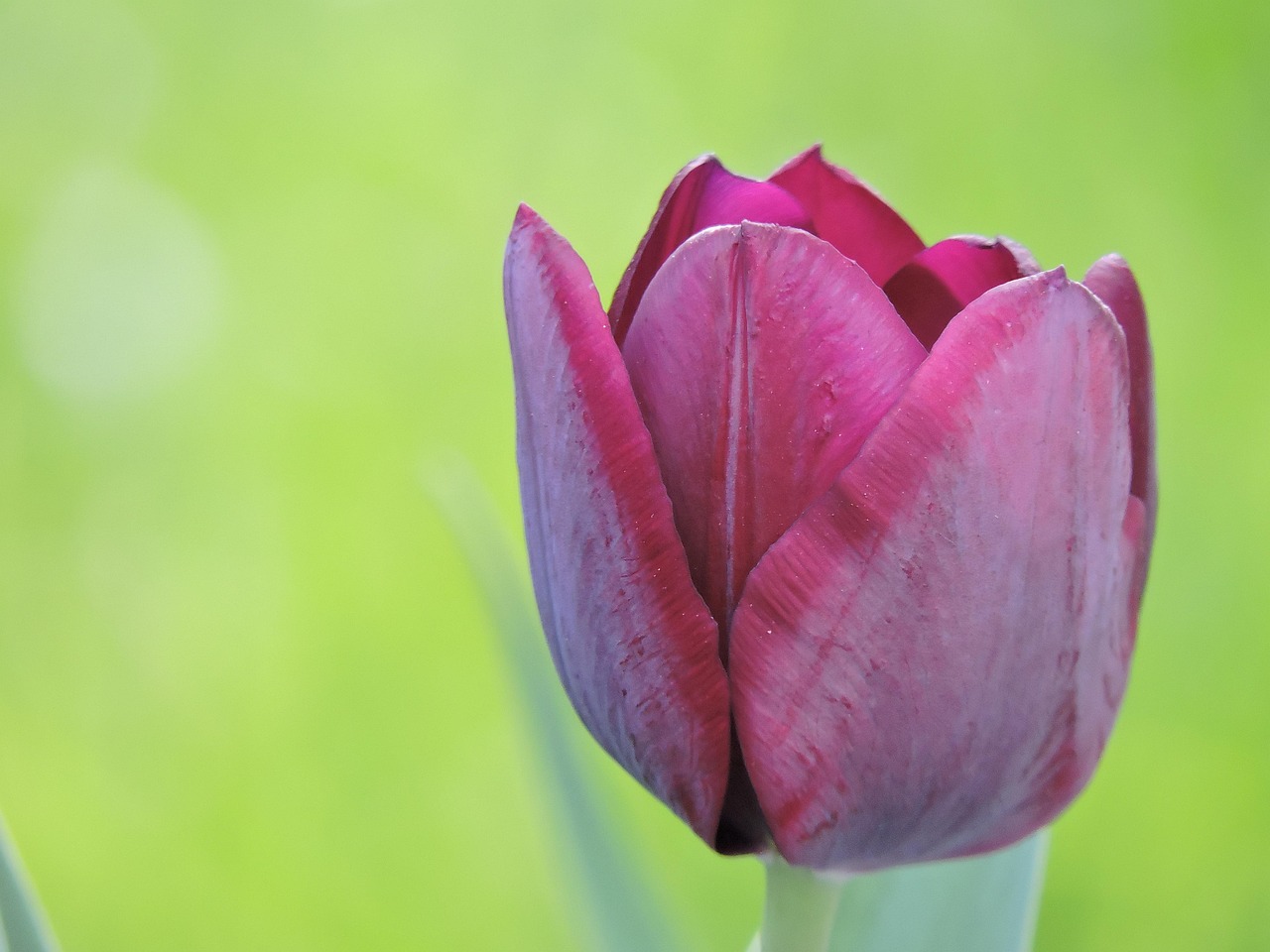 Tulipe Mauve Macro - Photo gratuite sur Pixabay - Pixabay