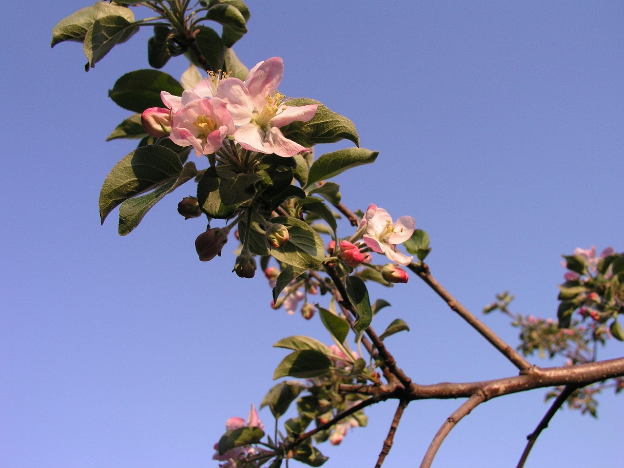 Blossoming Apple Tree Blue - Free photo on Pixabay - Pixabay