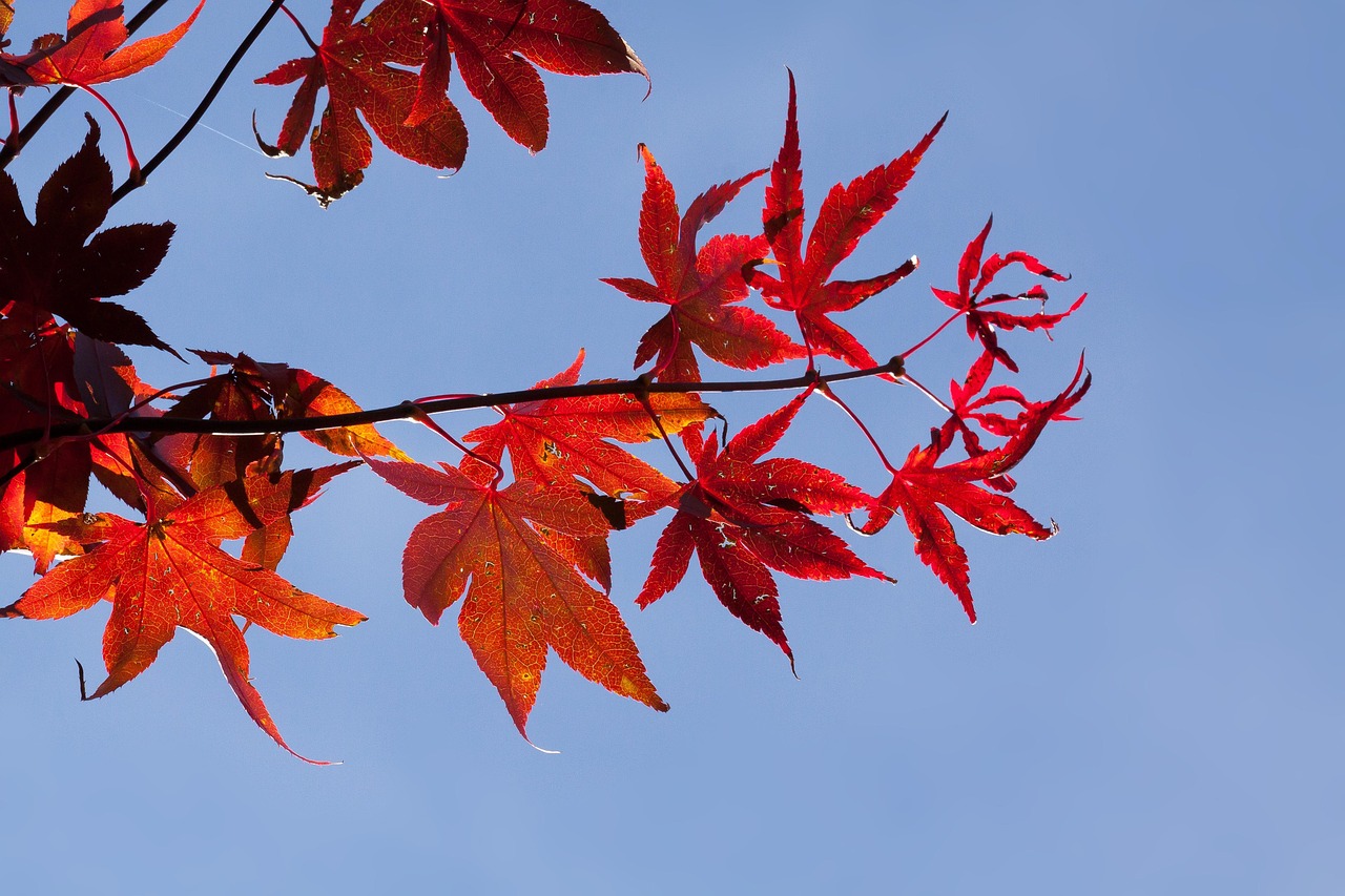 Maple Fall Leaf - Free photo on Pixabay