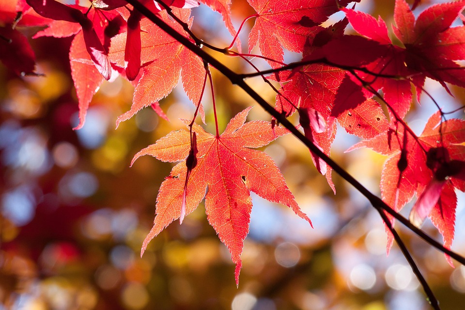 Maple Fall Leaf - Free photo on Pixabay