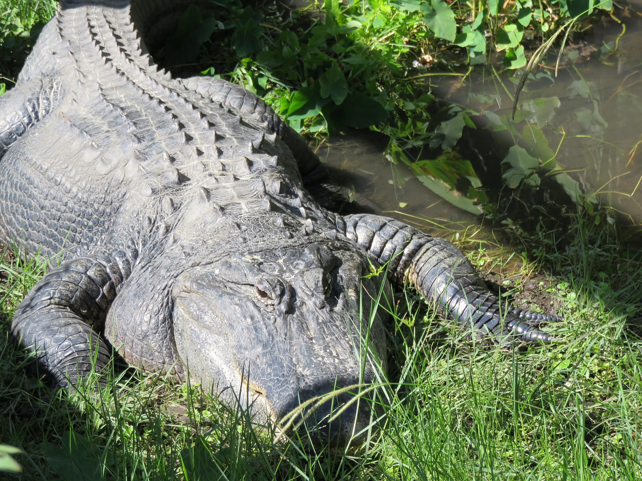 Sanford Florida Gator - Free photo on Pixabay - Pixabay