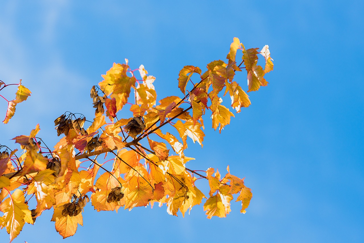Mais de 90 imagens grátis de Novembro Azul e Azul - Pixabay