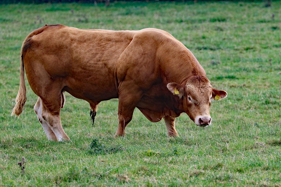 Taureau Bovins Animal - Photo gratuite sur Pixabay