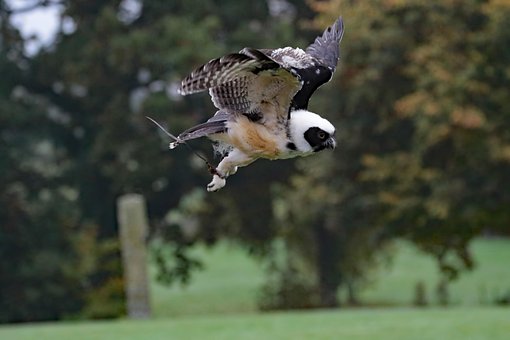 10+ Free Spectacled Owl & Owl Images - Pixabay