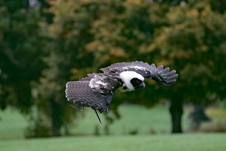 40+ Free Spectacled Bird & Animal Photos - Pixabay