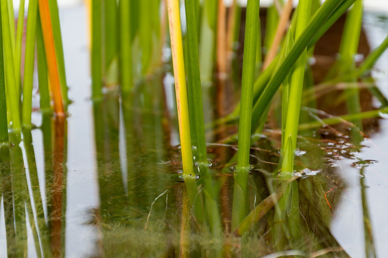 Kg Papyrus Water - Free photo on Pixabay - Pixabay