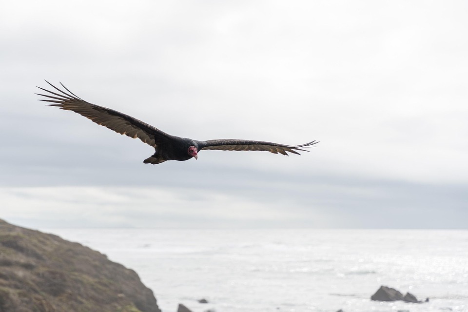 Turkey Vulture Buzzard Bird - Free photo on Pixabay - Pixabay