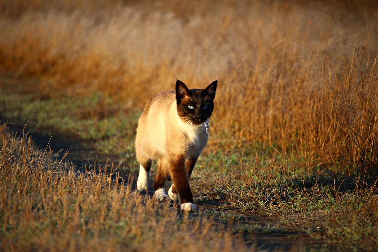 Cat Puss Siamese - Free photo on Pixabay - Pixabay