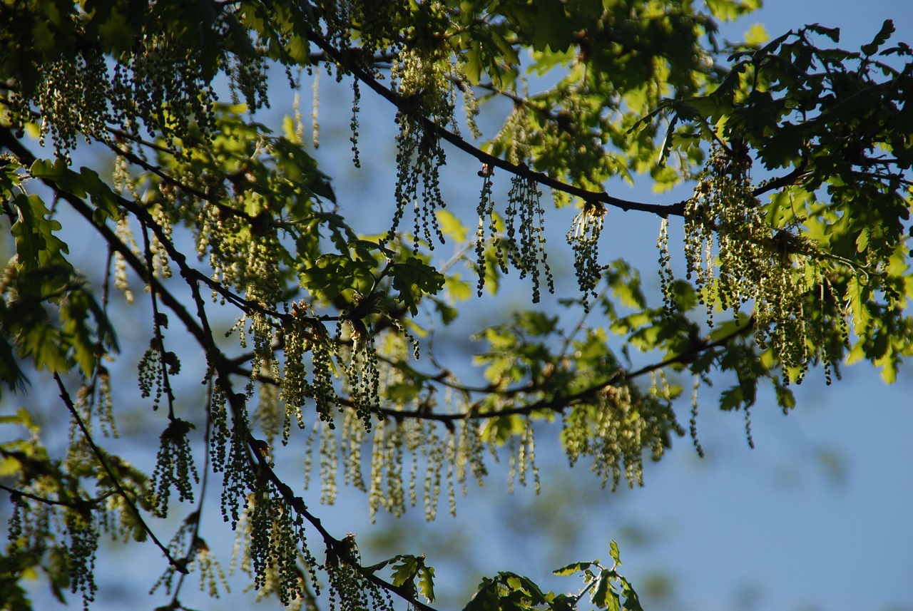 Oak Flowers - Free photo on Pixabay