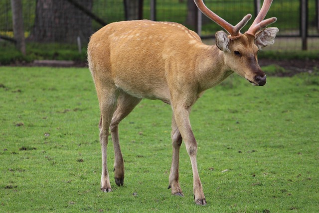 Tier Zoo Hirsch - Kostenloses Foto auf Pixabay - Pixabay