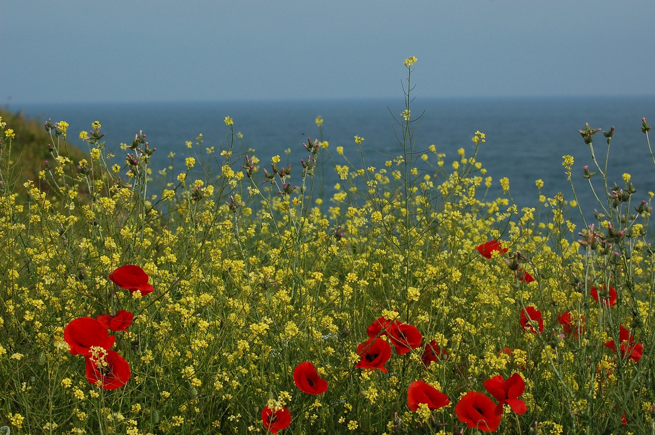 Flowers Sea Mack - Free photo on Pixabay - Pixabay