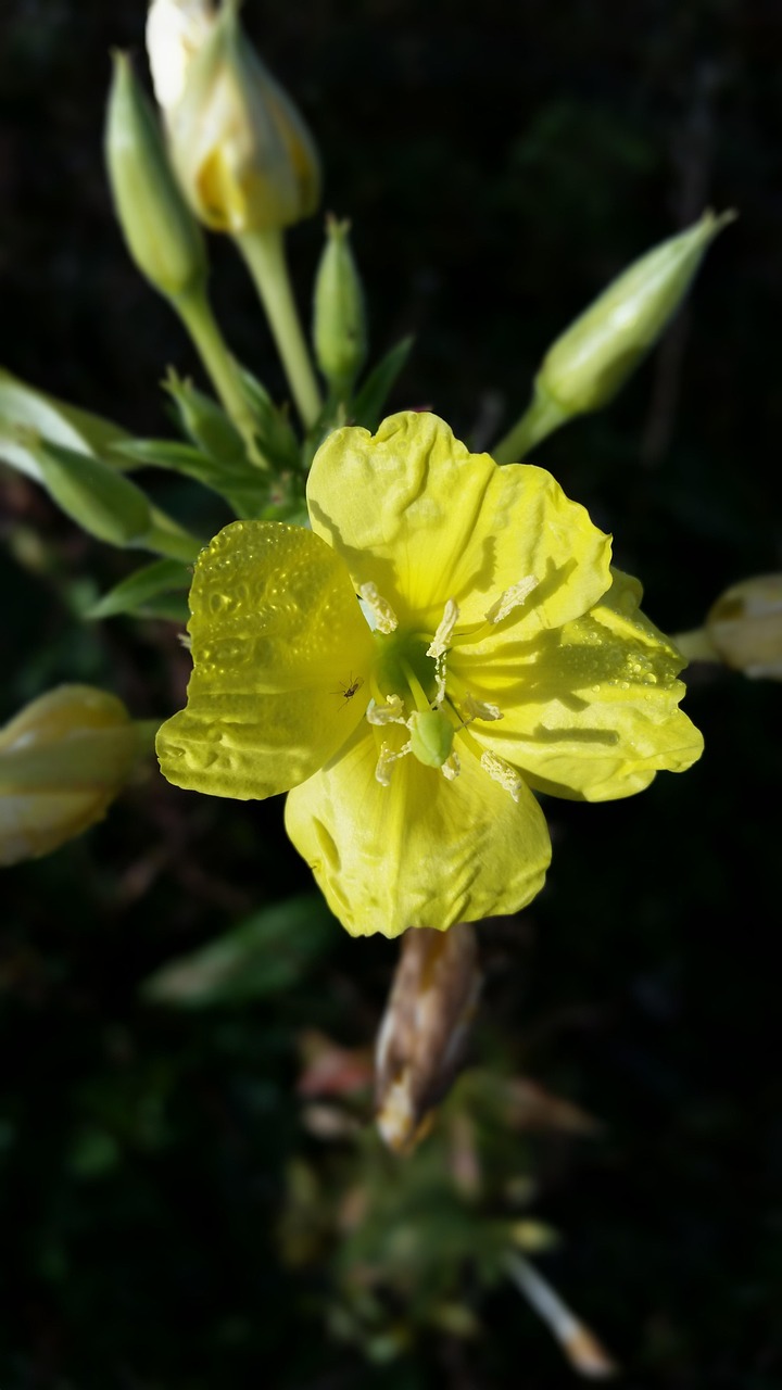 Bunga Liar Kuning Merapatkan Alam - Foto gratis di Pixabay - Pixabay