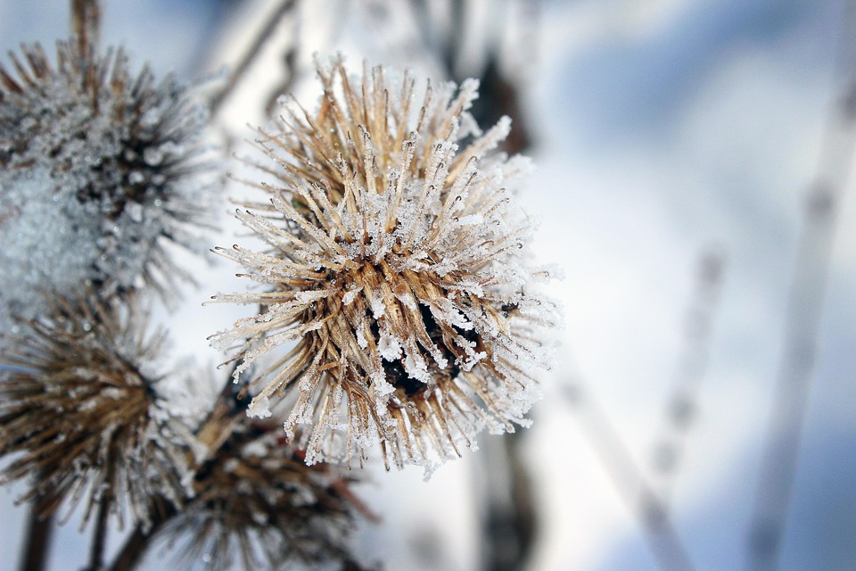 Frost Snow Nature - Free photo on Pixabay - Pixabay