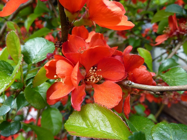 Bunga Quince Semak Taman Jeruk - Foto gratis di Pixabay - Pixabay