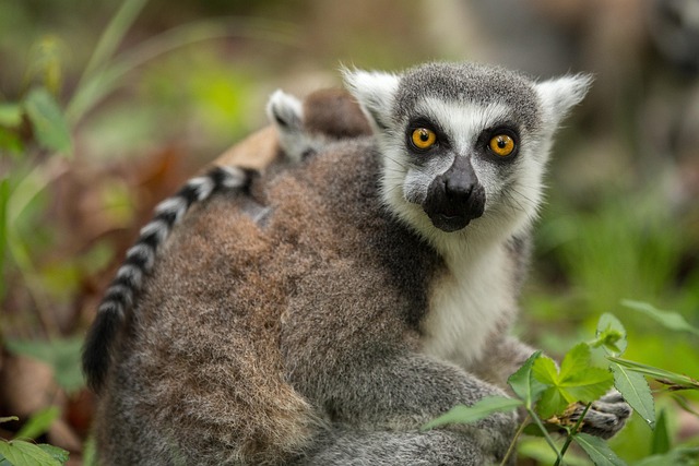 Lémur Lemur Catta Centro Duque - Foto gratuita no Pixabay - Pixabay