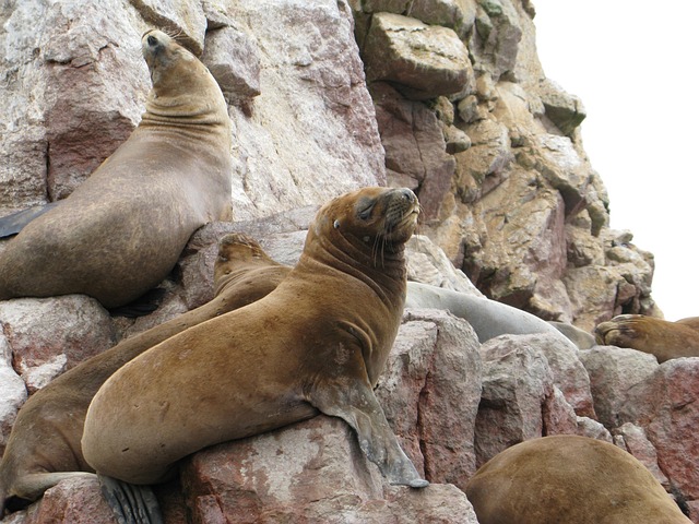 Lobos Marinos Pisco Paracas Islas - Foto gratis en Pixabay - Pixabay