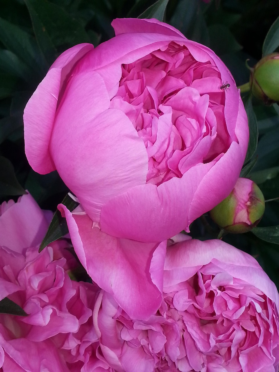 3,000+ Peony Pictures & Images [HD] - Pixabay