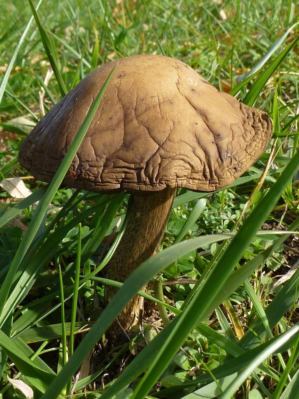 Mushroom Fall - Free photo on Pixabay - Pixabay