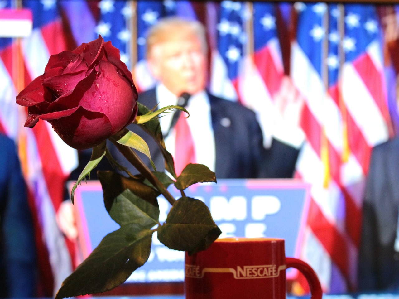 The President Congratulation Rose - Free photo on Pixabay - Pixabay