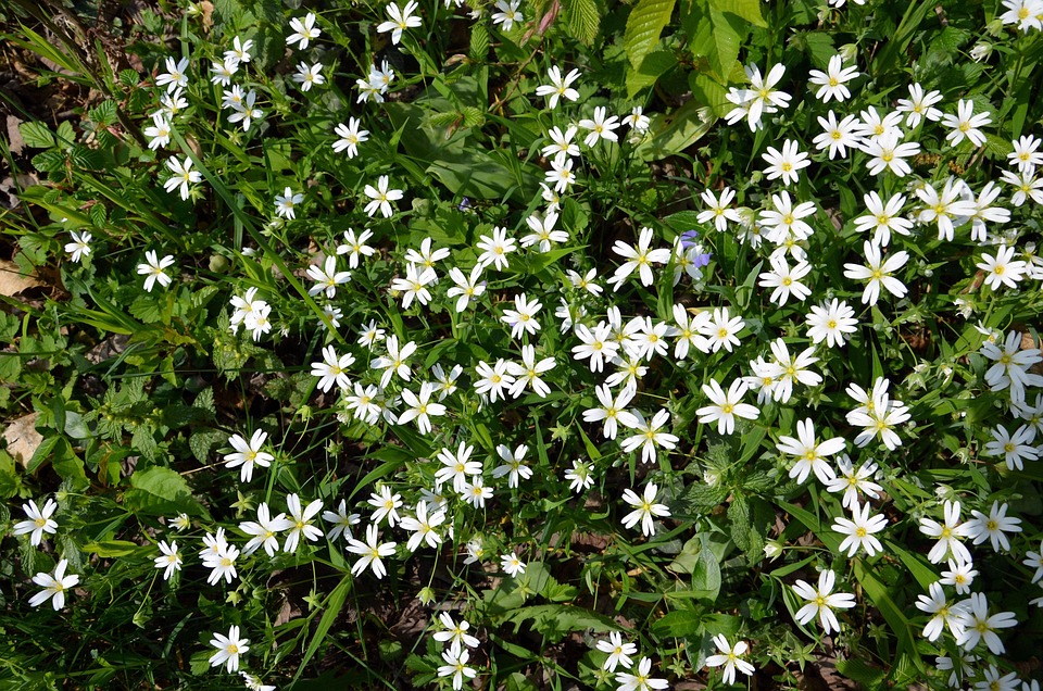 Greater Star Chickweed Spring - Free photo on Pixabay - Pixabay