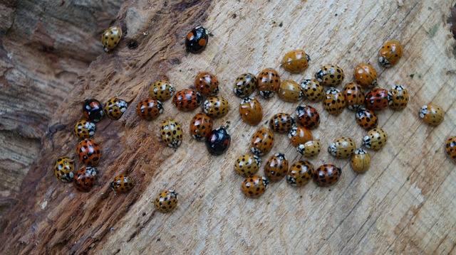 Beetle Ladybug Insects Lucky - Free photo on Pixabay