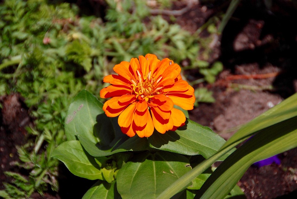 Souci Fleur Orange Feuillage - Photo gratuite sur Pixabay - Pixabay