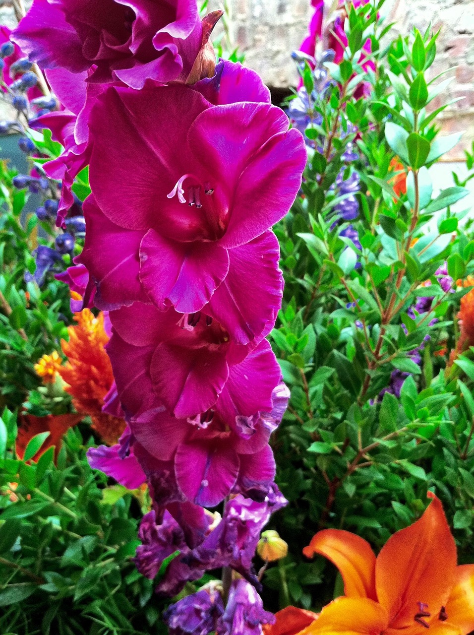 Floral Fuchsia Fleurir - Photo gratuite sur Pixabay - Pixabay
