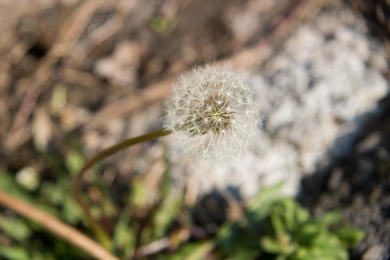Dandelion Spring Macro - Free photo on Pixabay
