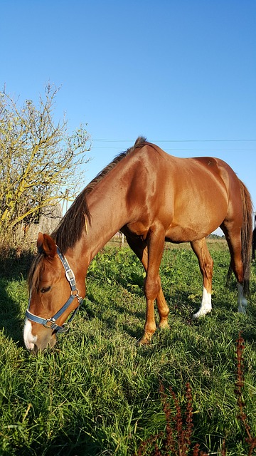 Cheval - Photo gratuite sur Pixabay
