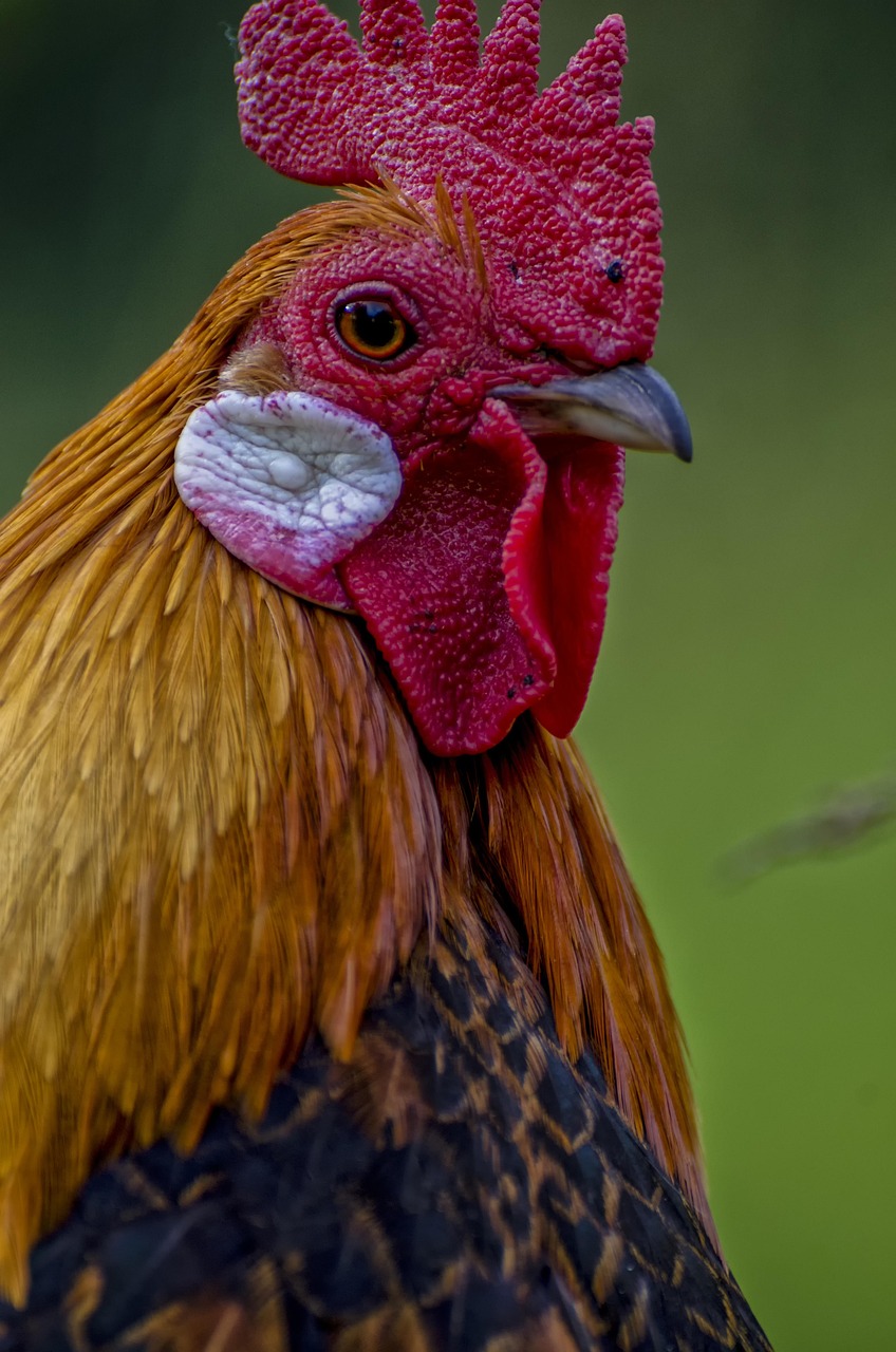 Faucet Animal Portrait - Free photo on Pixabay - Pixabay