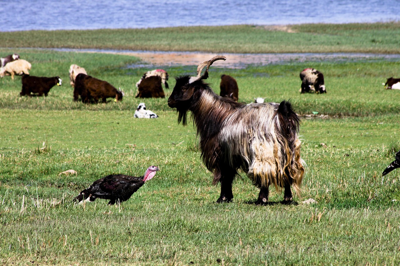 Nature View Goat - Free photo on Pixabay