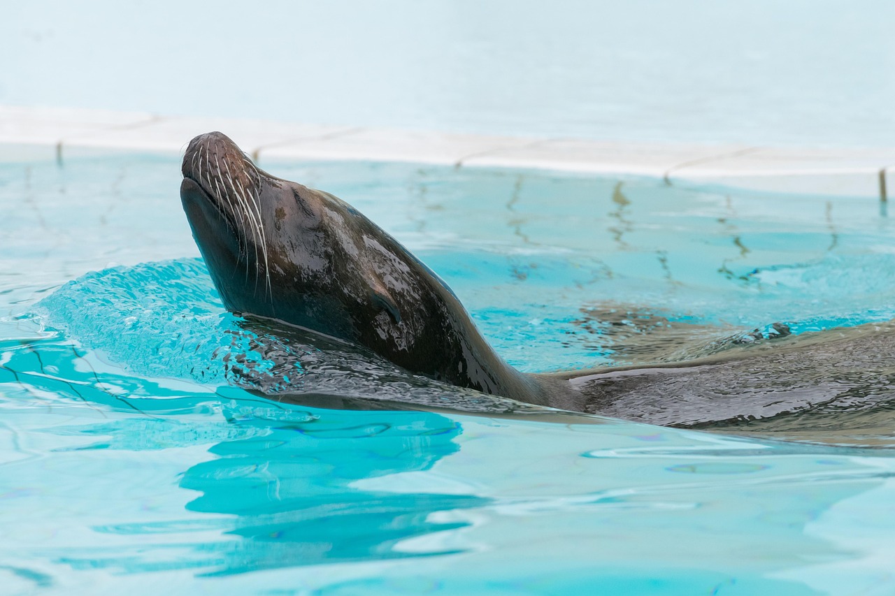 Sea Lion Zoo Palmyra - Free photo on Pixabay - Pixabay