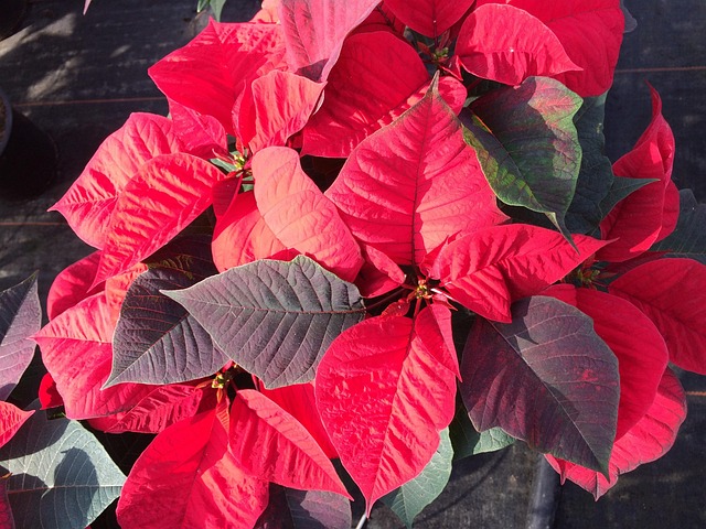 Christmas Star Red Flower - Free photo on Pixabay