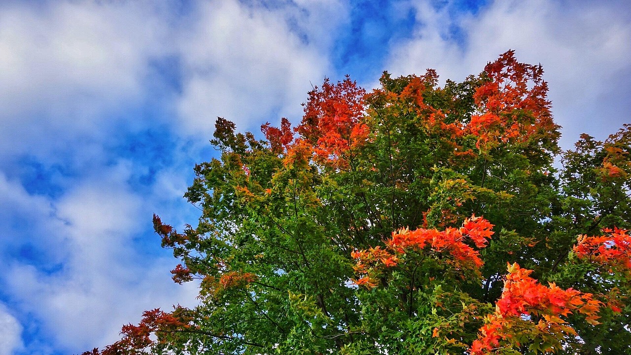 Ciel Arbre Tombe - Photo gratuite sur Pixabay - Pixabay