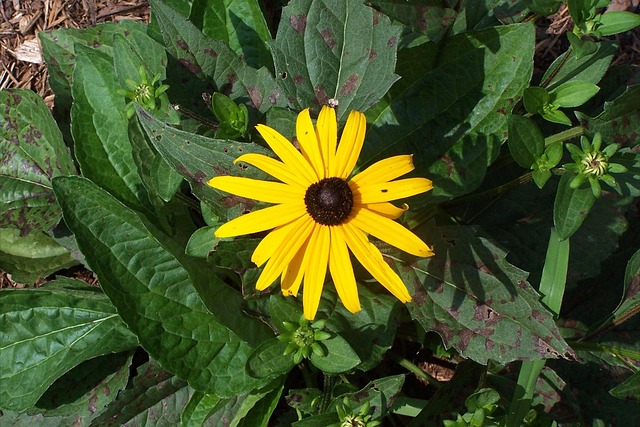 Susan De Ojos Negros Flor - Foto gratis en Pixabay