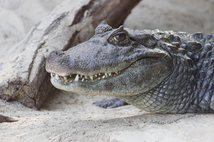 100+ Free Cayman & Cayman Islands Images