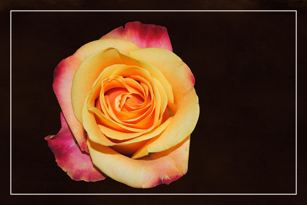 Rose Noble Blossom - Free photo on Pixabay - Pixabay