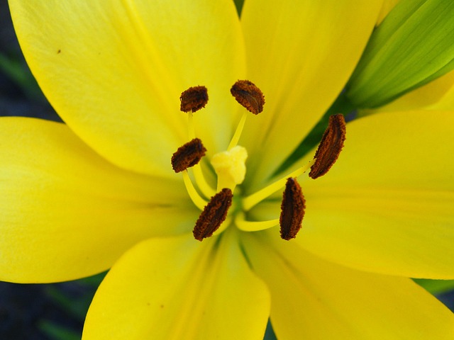 Blomma Lilja Asiatisk - Gratis foto på Pixabay - Pixabay