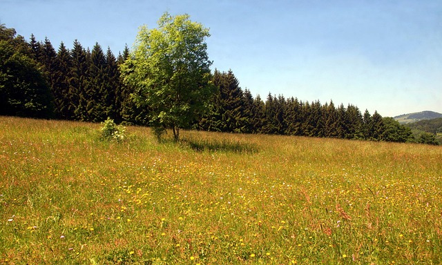Prairie De Printemps - Photo gratuite sur Pixabay - Pixabay