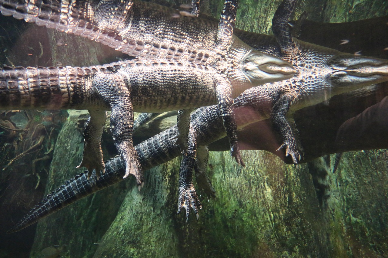 Alligator Swimming Marsh - Free photo on Pixabay