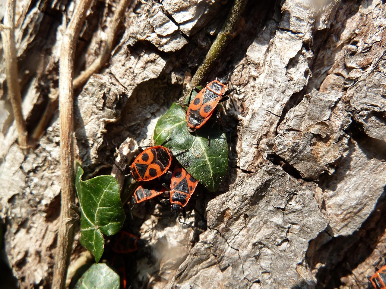 Árbol Escarabajo Insecto Tronco De - Foto gratis en Pixabay - Pixabay