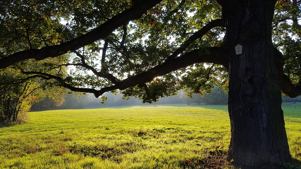 Park Wiese Baum - Kostenloses Foto auf Pixabay - Pixabay