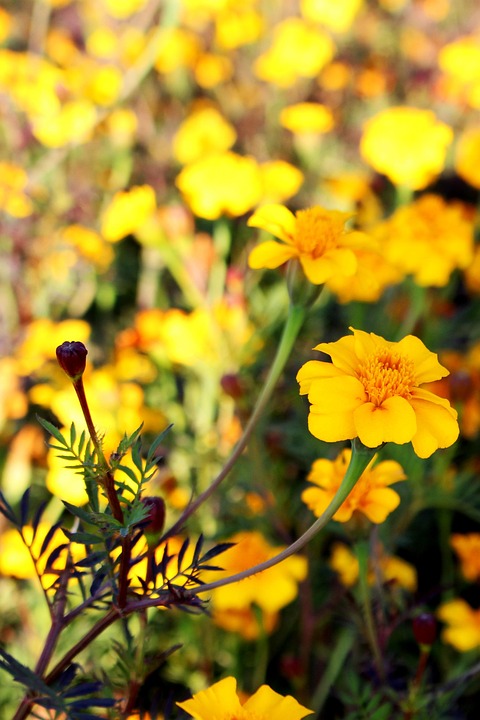 Field Of Flowers Student Flower - Free photo on Pixabay